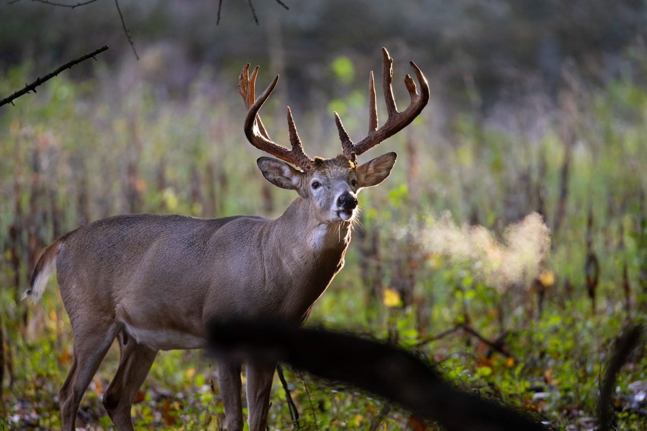 Home - Trophy Whitetail Hunts