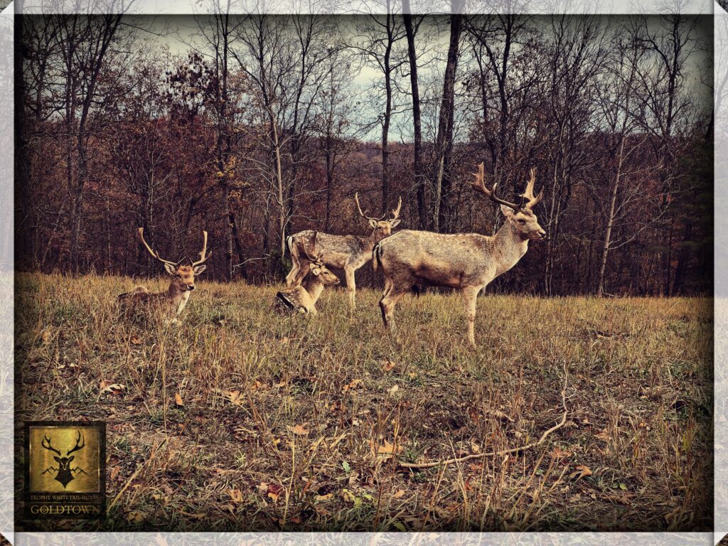 Trophy Whitetail Hunts: Embracing the Fall Season for the Ultimate ...